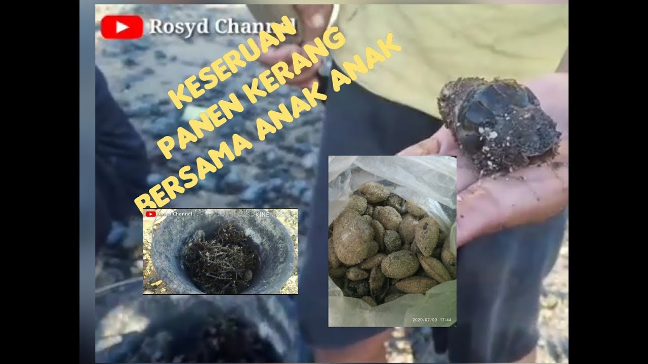 Cara mencari kerang batu part 3/ahir ll - YouTube