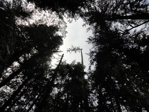 High Climber, Tree topping at 200ft - YouTube