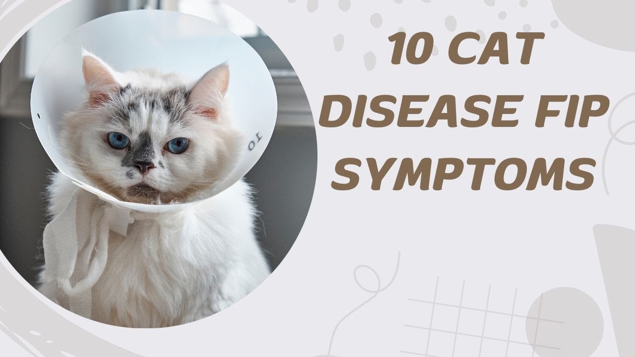 10 Cat Disease FIP Symptoms - YouTube