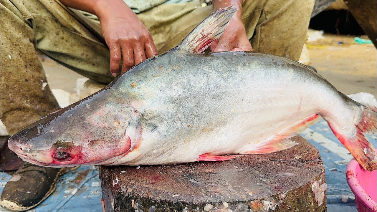 Amazing Pangash Fish Cutting In Fish Market | Monster Pangas Fish ...