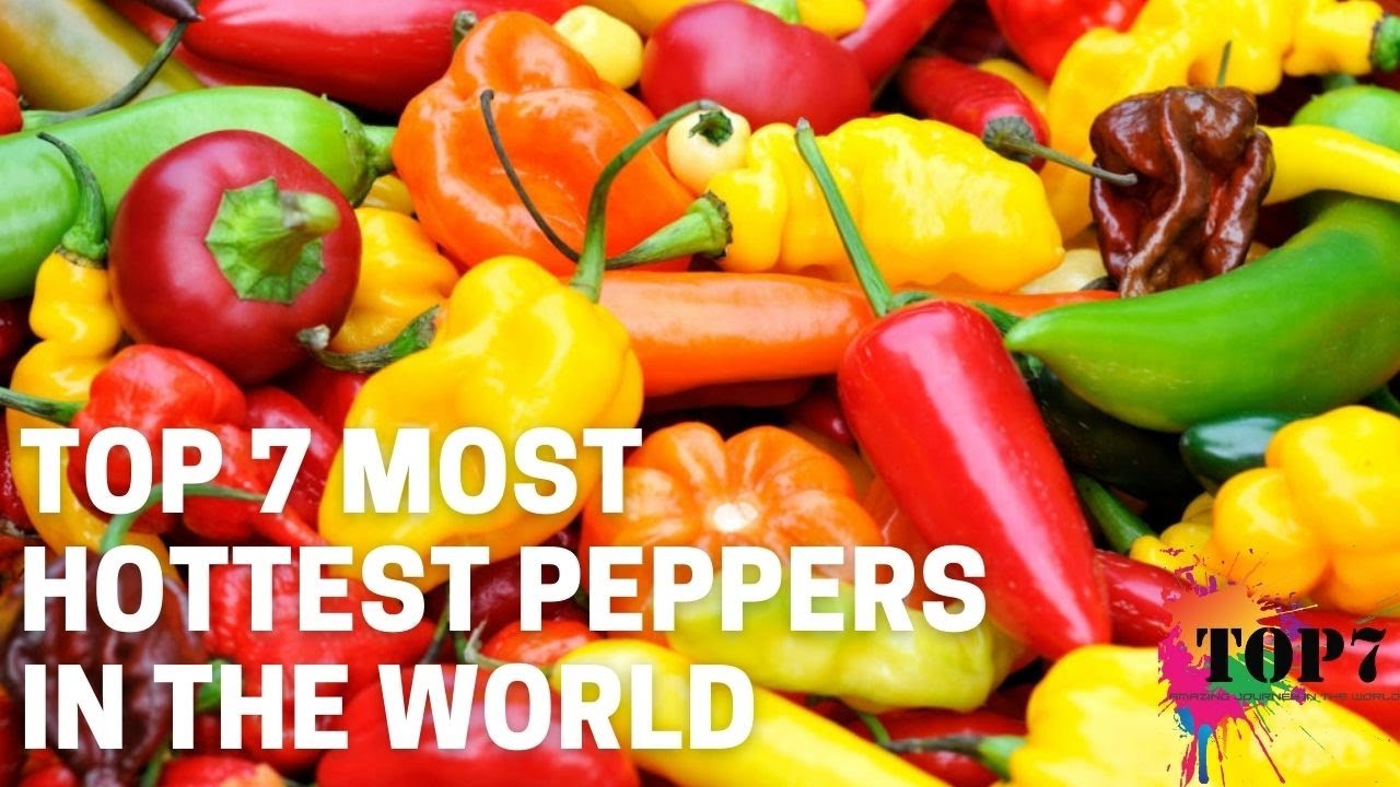Top 7 Hottest Peppers In the World | (Clear Explanation) - YouTube