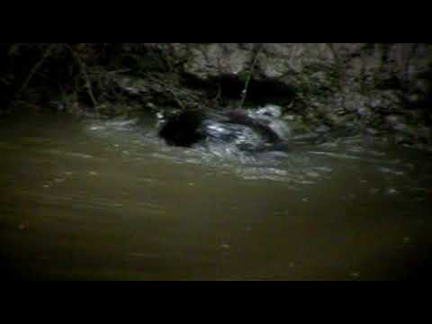 Platypus Fighting - YouTube