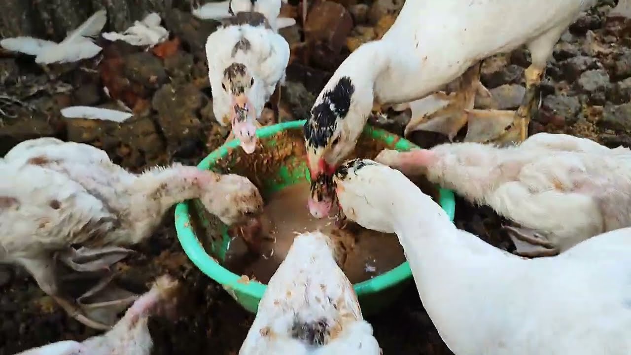 Anak itik, Anak Ayam Warna warni, angsa,bebek, Mentog,Ikan hias, Marmut ...