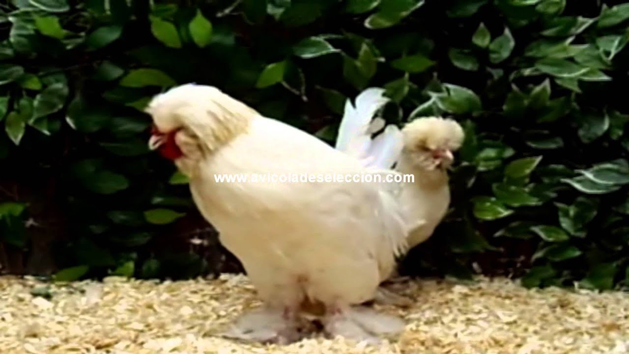 Gallina Sultana - YouTube