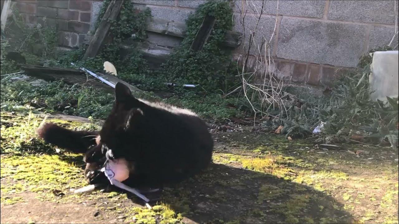 Sabrina's Catnip Cushion Part 2 - YouTube