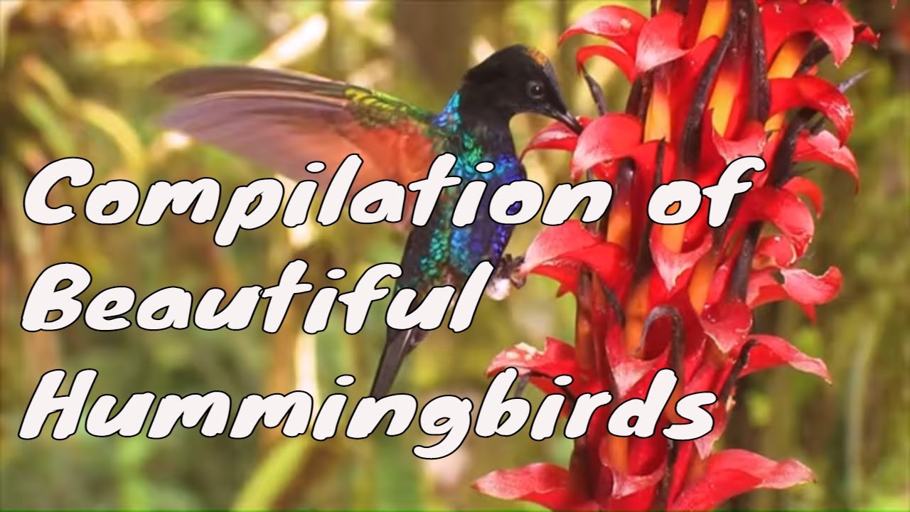 Compilation of Hummingbirds - YouTube