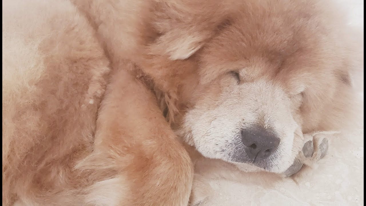 i miss my dawgs - YouTube