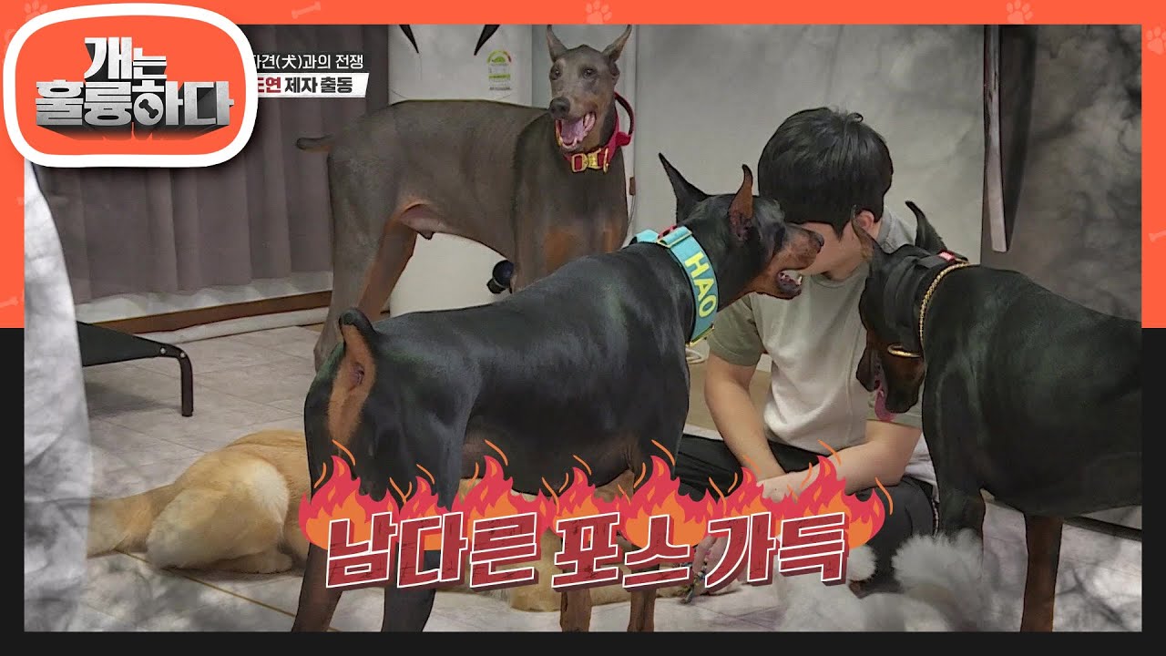 5남매 만나러 출발! 남다른 포스의 도베르만들이 부담스러운 제자들 [개는 훌륭하다/Dogs Are Incredible ...