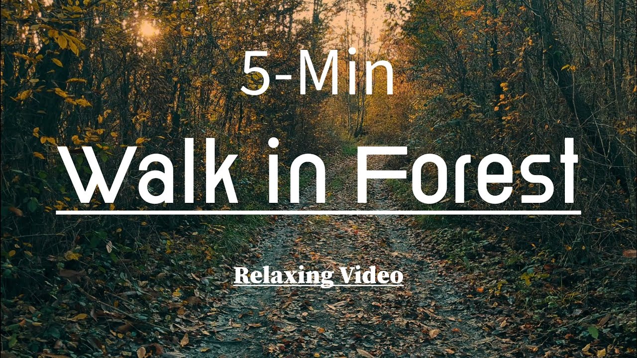Breathe Easy 5-Minute Relaxing Walk in the Enchanted Forest with ...