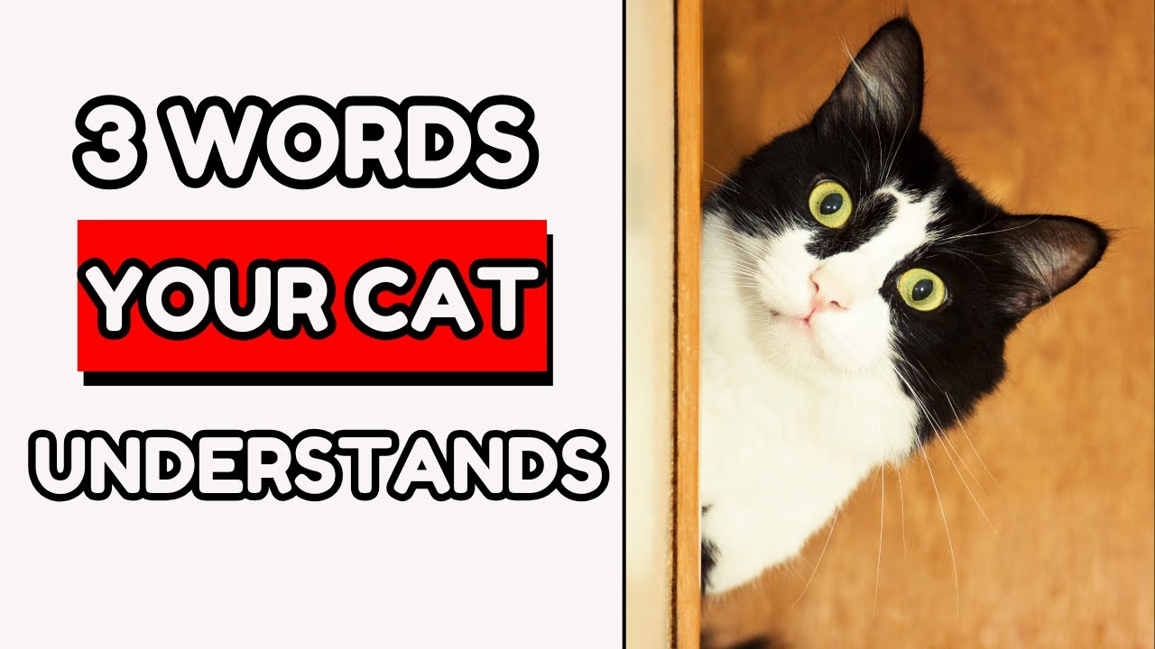 3 Words You Say That Your Cat Understands - YouTube