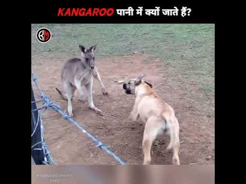 🦘Kangaroo पानी में क्यों बुलाते हैं?🤔 Why Do🦘Kangaroos Call In Water #shorts #kangaroo #viral ...