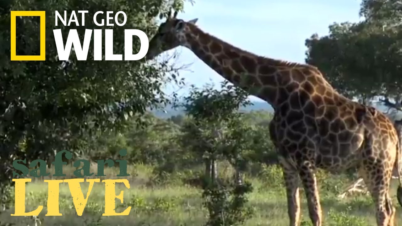 Safari Live - Day 139 | Nat Geo Wild - YouTube