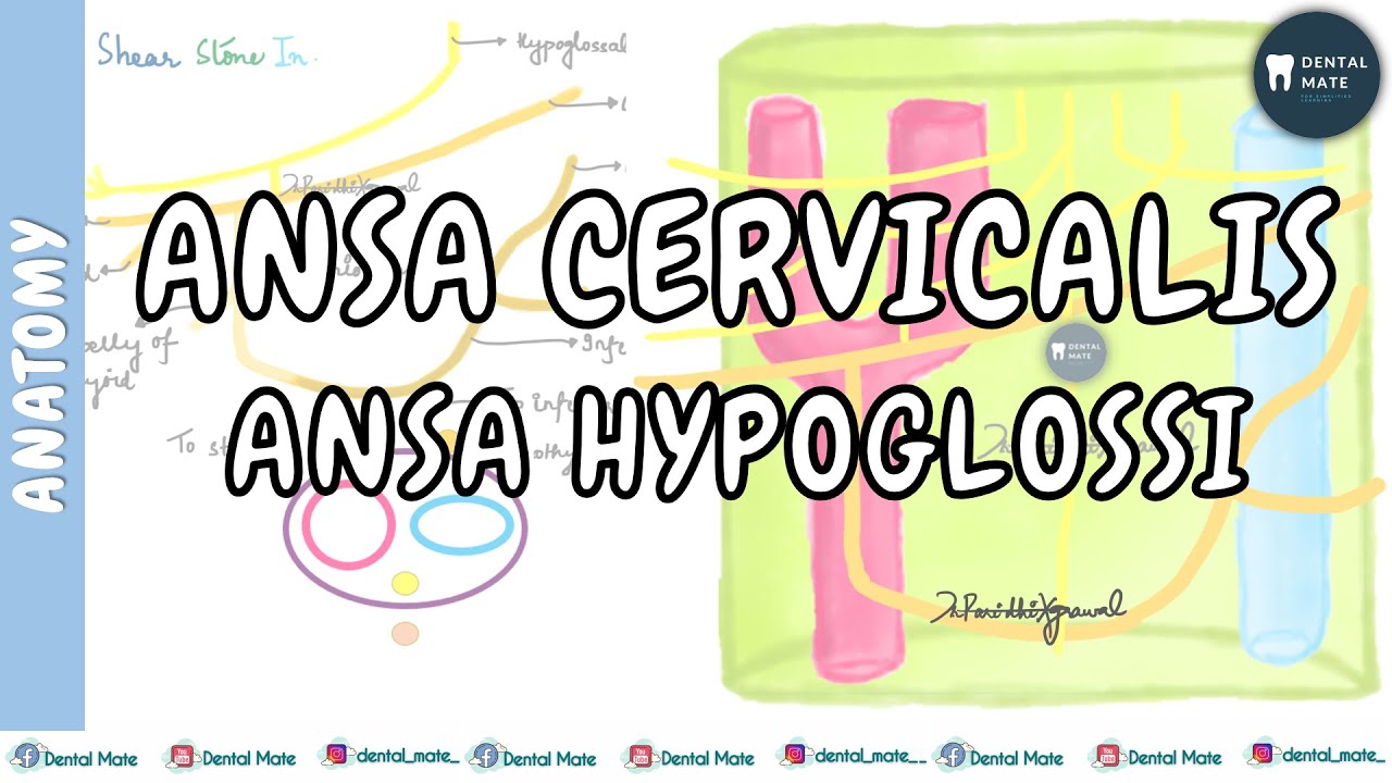 Ansa Cervicalis | Ansa Hypoglossi | Dr Paridhi Agrawal - YouTube