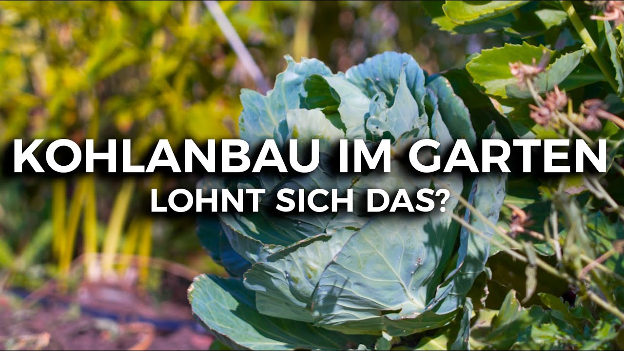 Kohlanbau im Market Garden - Lohnt sich das? - YouTube