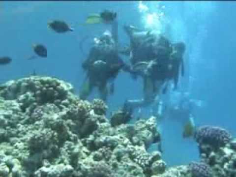 Plongée en Mer Rouge - YouTube