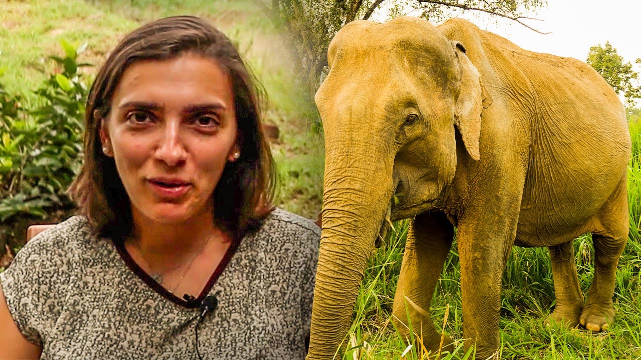 Volunteer Experience Of The Great Elephant Project | The Great Projects ...