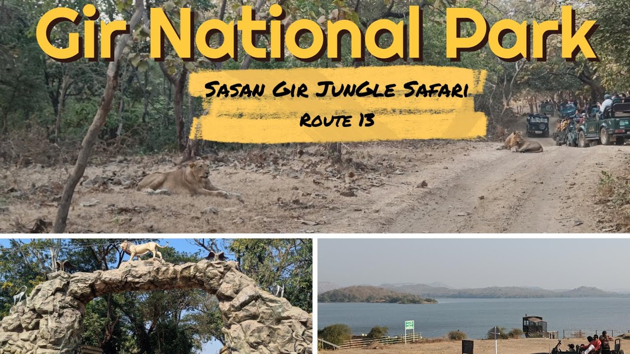 Gir National Park | Jungle Safari | Gir Jungle |Sasan Gir Gujarat ...