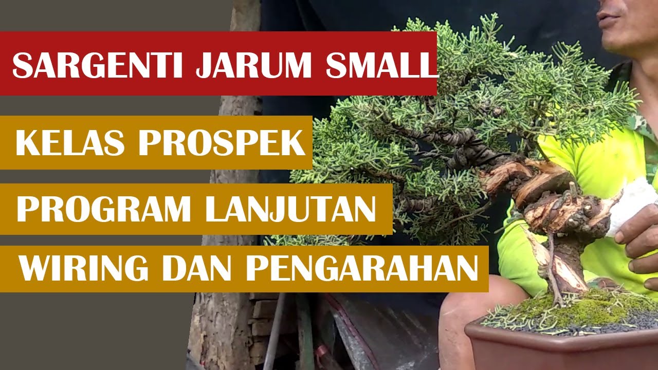 PROGRAM Cemara Sargenti Jarum Ukuran Smalll - YouTube