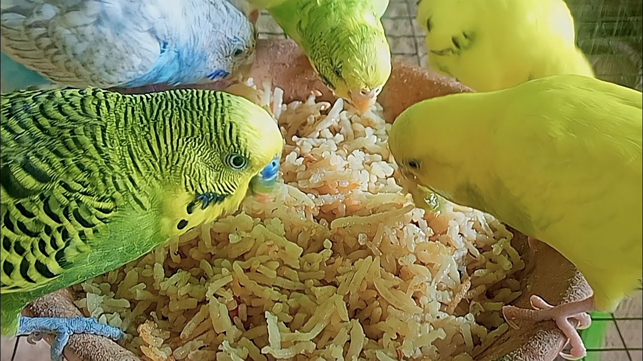 Beautiful Australian birds eating Rice | Australian parrots | Cute ...