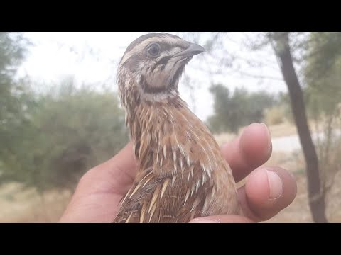 Common Quail sound Batir ki awaz .live sound Recorded