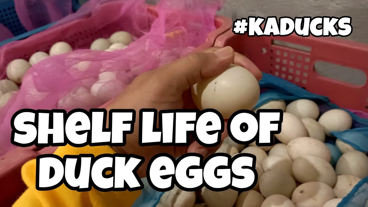 EP107 - DUCK EGG SHELF LIFE & POULTRY TIPS #Kaducks - YouTube