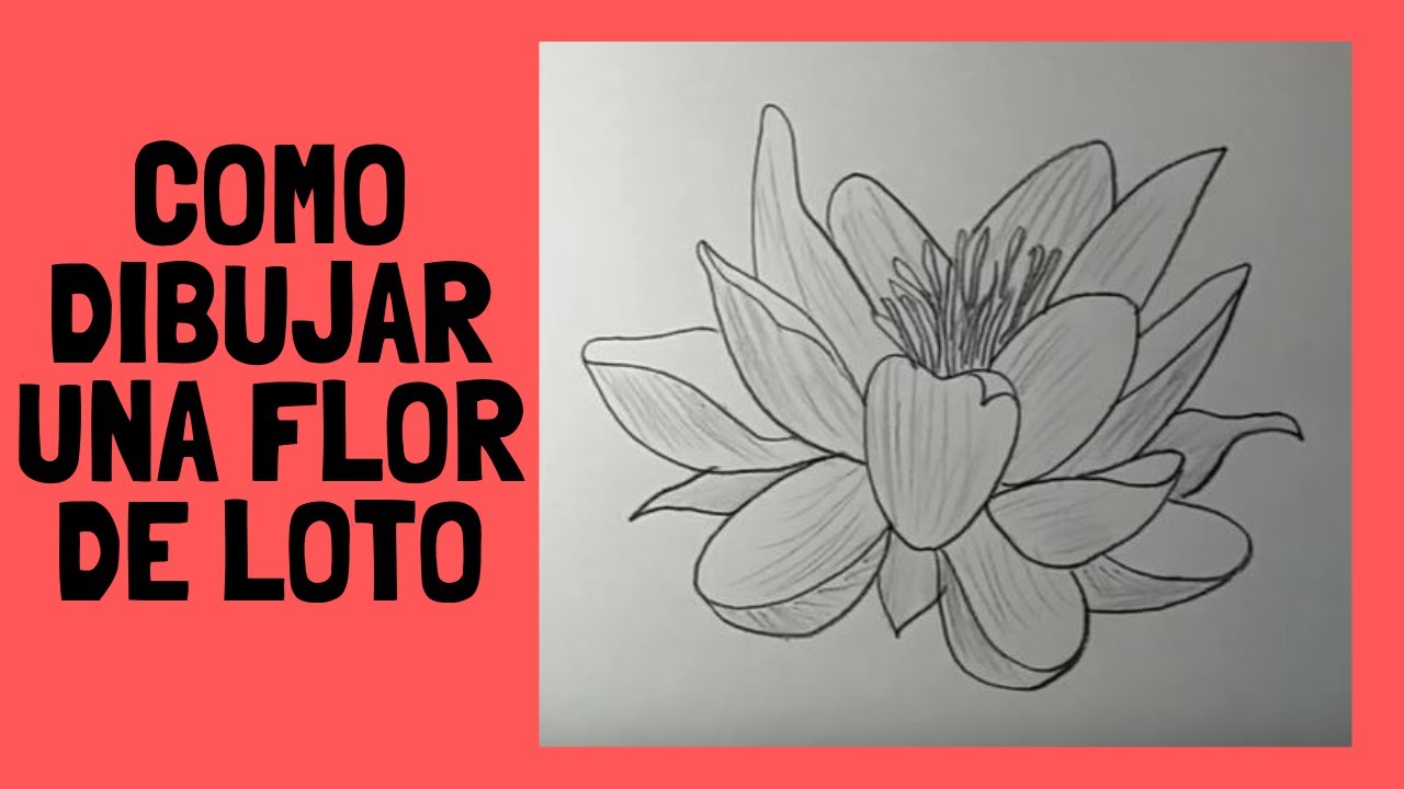 How to draw a lotus flower? | como dibujar una flor de loto? - YouTube