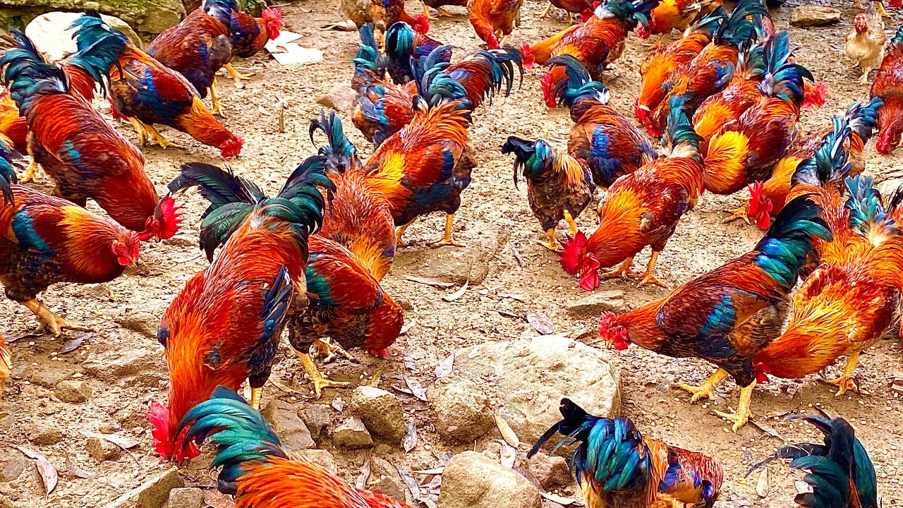 FULL VIDEO: 150 Days of caring for 3,000 chickens, Harvesting chicken ...