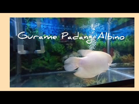Gurame Padang Albino #guramealbino - YouTube