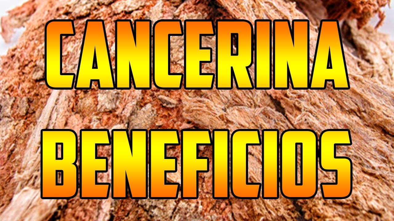 CANCERINA #benefits Semialarium mexicanum 🌿¿PARA QUE SIRVE ? 🌿Usos🌿 # ...