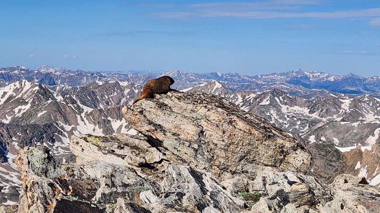 Mt. Massive 14,427. 2nd tallest in CO. 7/10/2024. Up East Slopes and ...