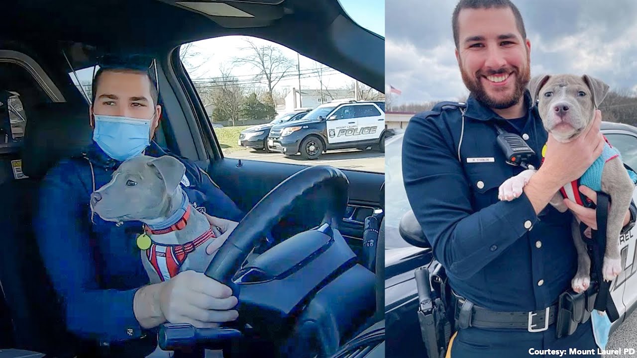 Cop adopts puppy rescued by fellow officers | All Good - YouTube