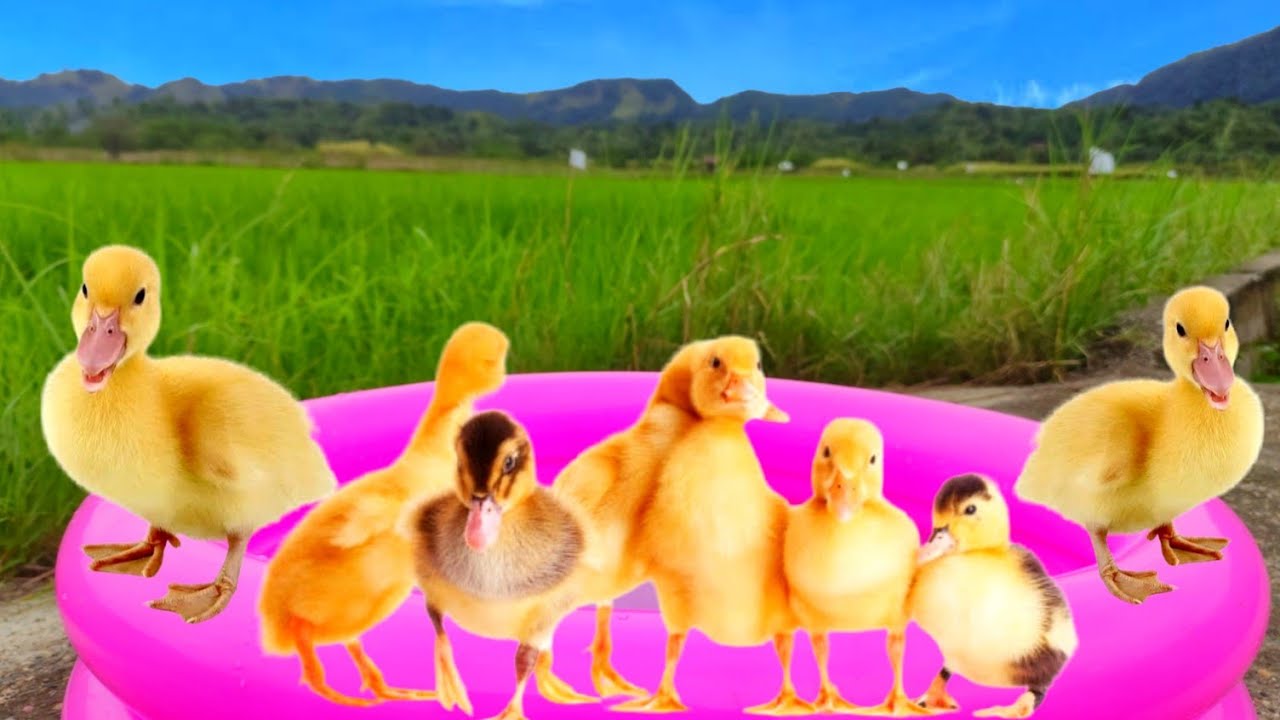 Catching Ducklings And Bathing Cute Ducklings, Funny Duck - YouTube