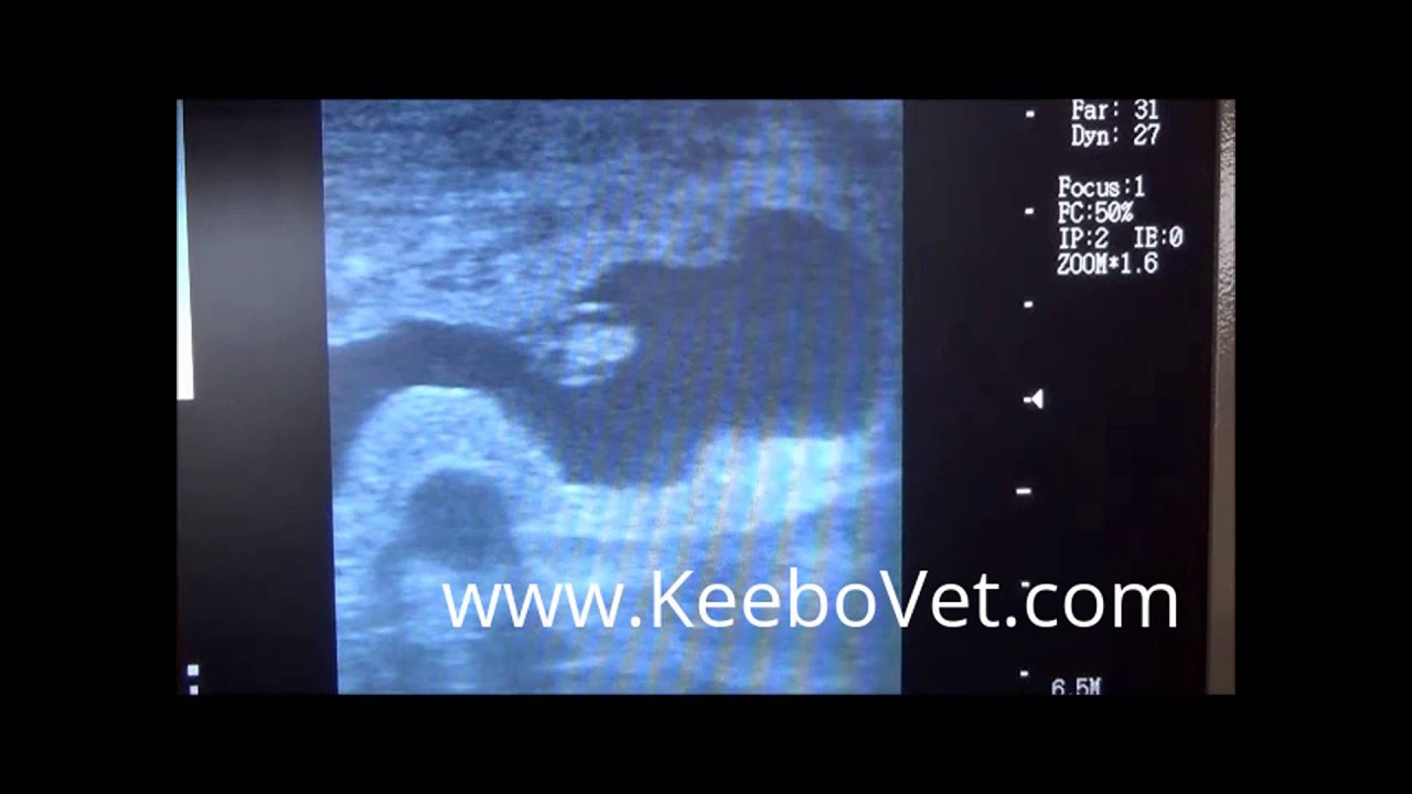 Pregnant Cattle Of 34 Days Diagnosed By Veterinarian Doctor Using A ...