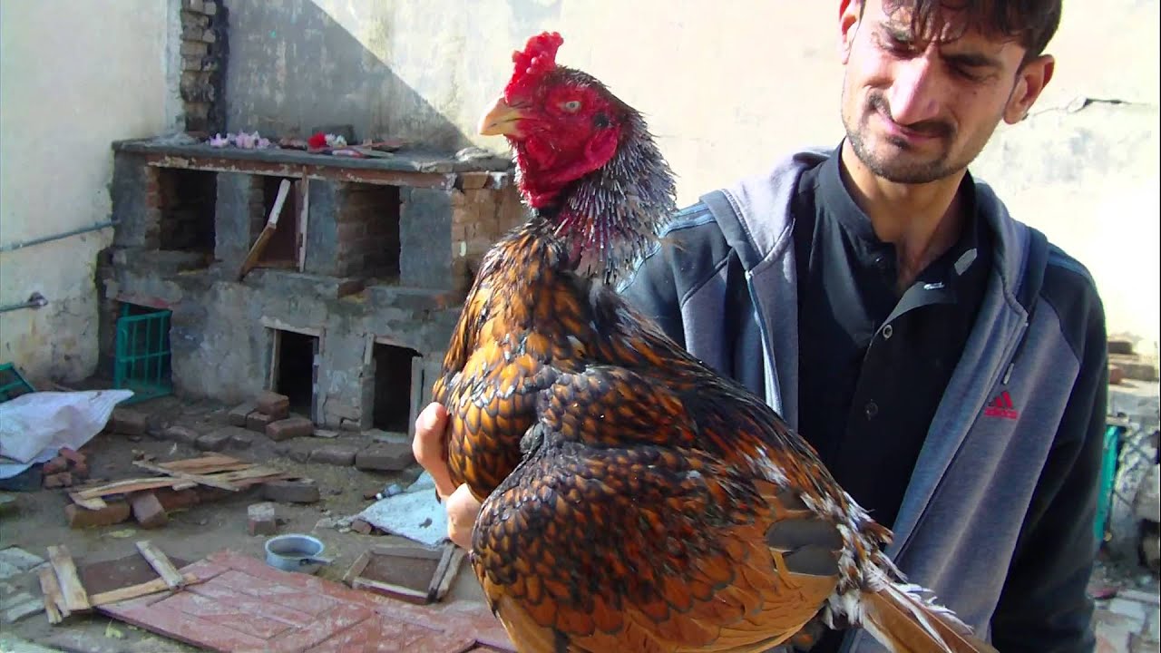 BIG PAKISTANI ASEEL - YouTube