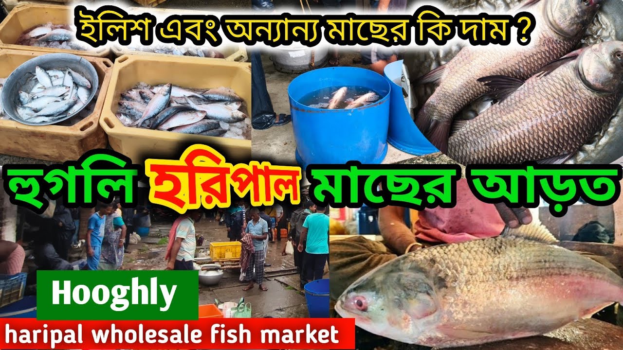 Hooghly Haripal Wholesale Fish Market | হুগলি হরিপাল মাছের আরত। ইলিশ ...