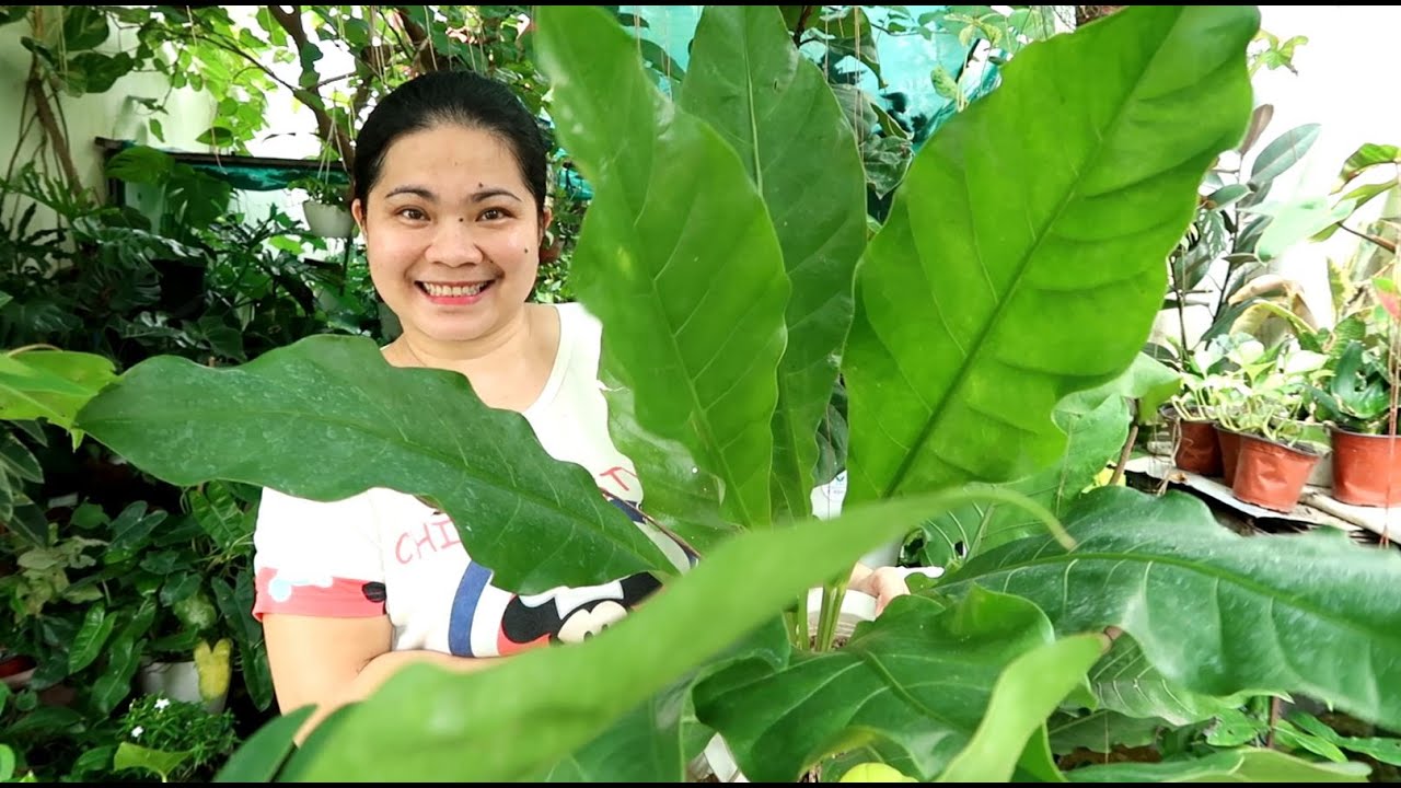 MABILISANG FLEX LANG TODAY KASI ANG GULO PA NG GARDEN NATIN MGA MAHAL ...