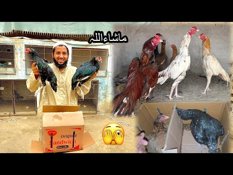 Winter Men Aseel Birds Agye 🫣