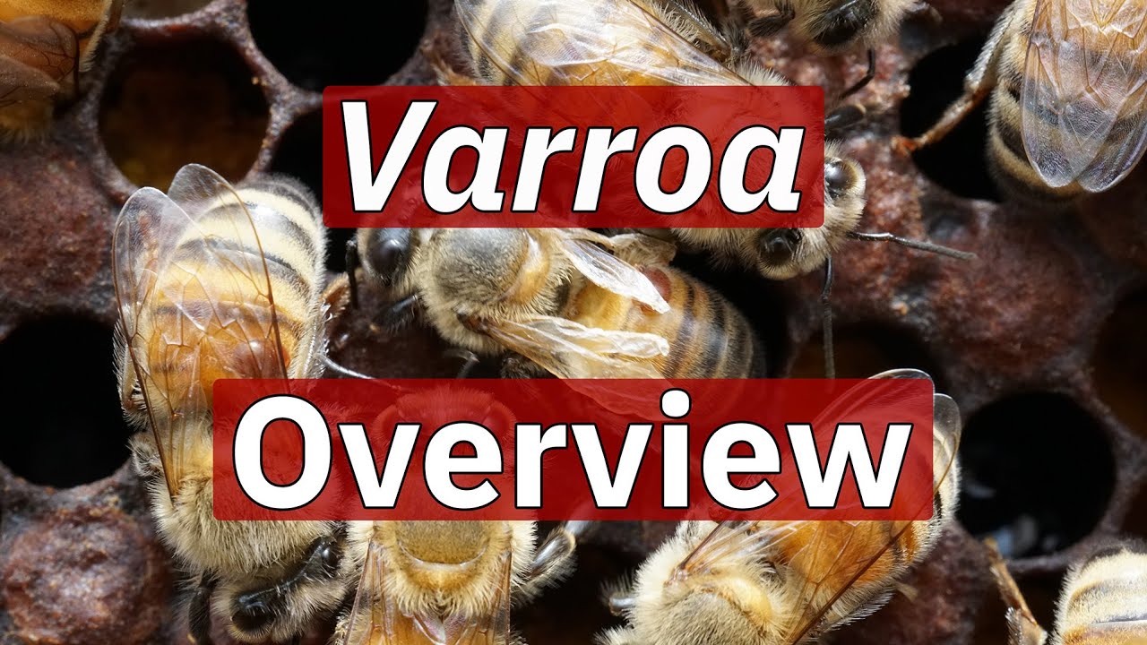 Varroa Overview (Identification & Biology & Associated Damage ...
