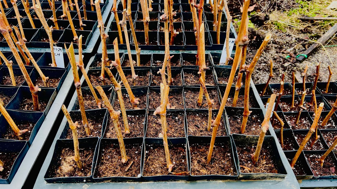How To Take Cuttings and Start New Grape Vines! Will They Grow? - YouTube