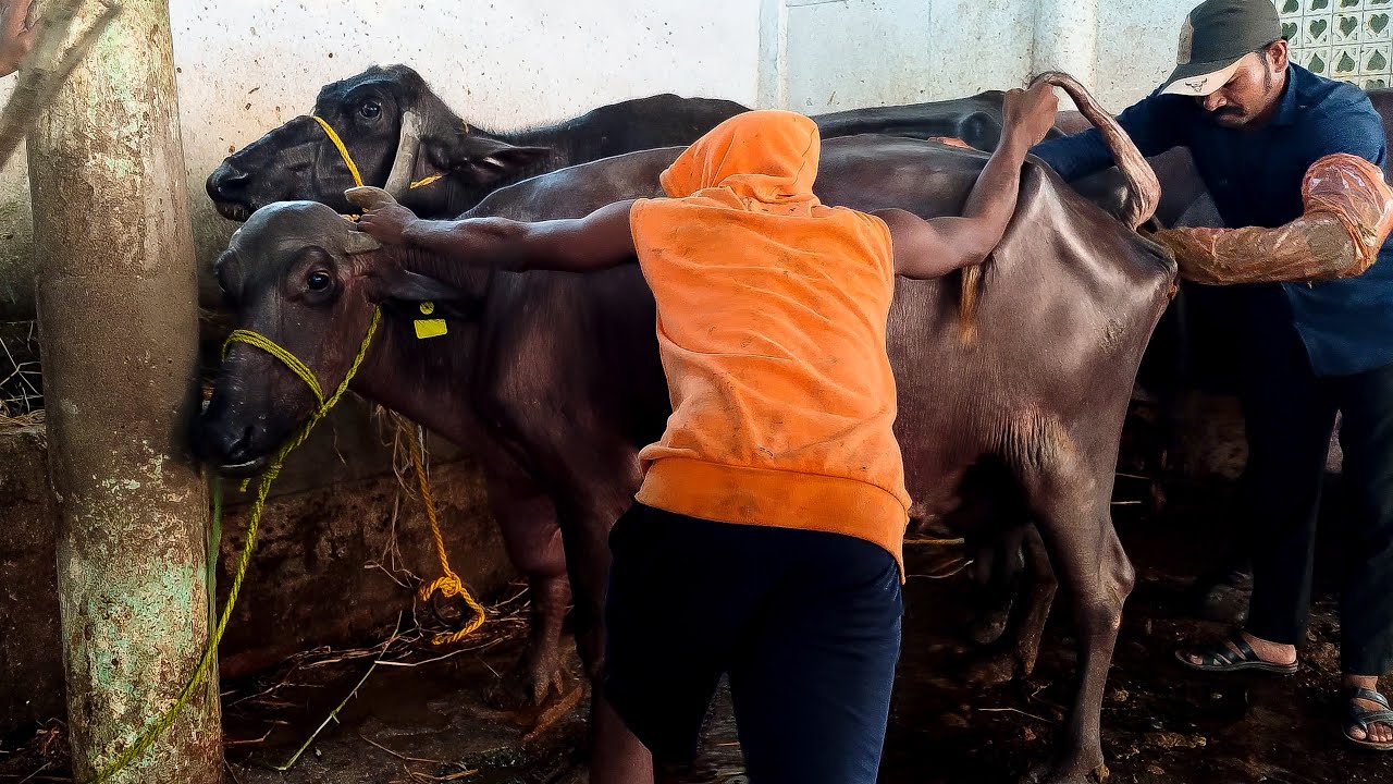 Buffalo Pregnancy Check | How to Do Buffalo Pregnancy Test | Veterinary ...