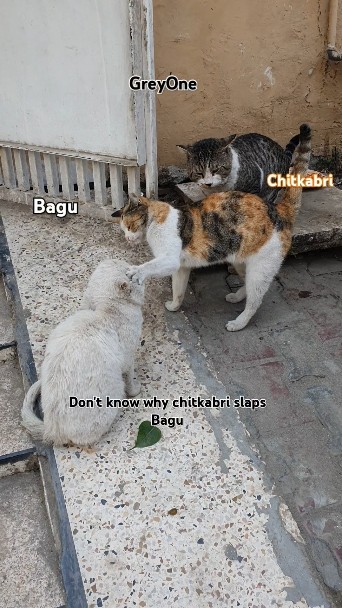 Chitkabri Slaps Bagu👀 #cat #cats #shorts #youtubeshorts - YouTube