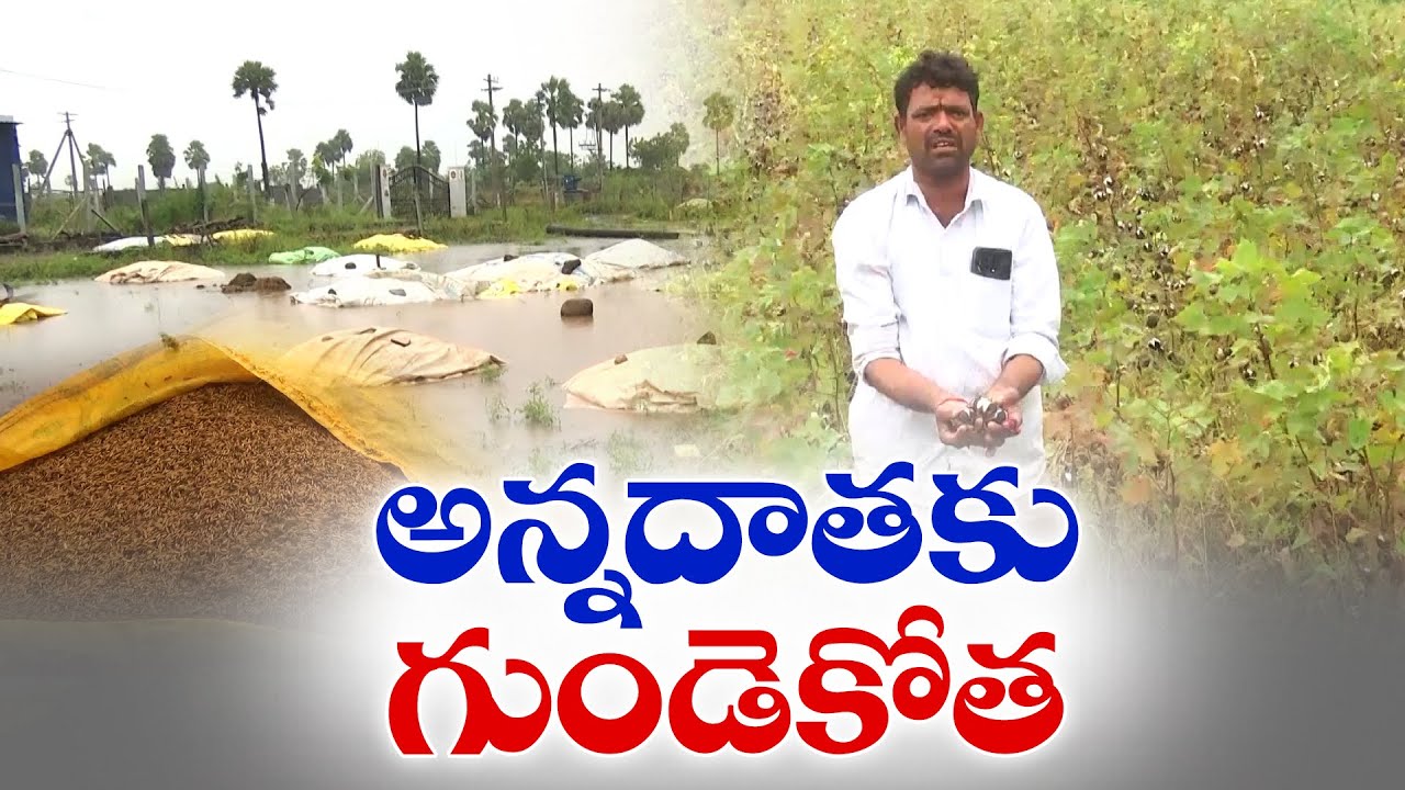 Paddy Fields Destroyed in Nalgonda | నల్గొండలో నేలకొరిగిన వరి రైతుల ...