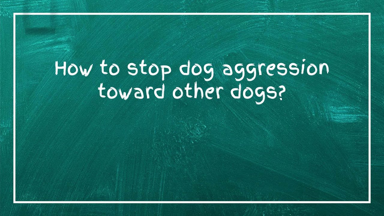 How to stop dog aggression toward other dogs? - YouTube