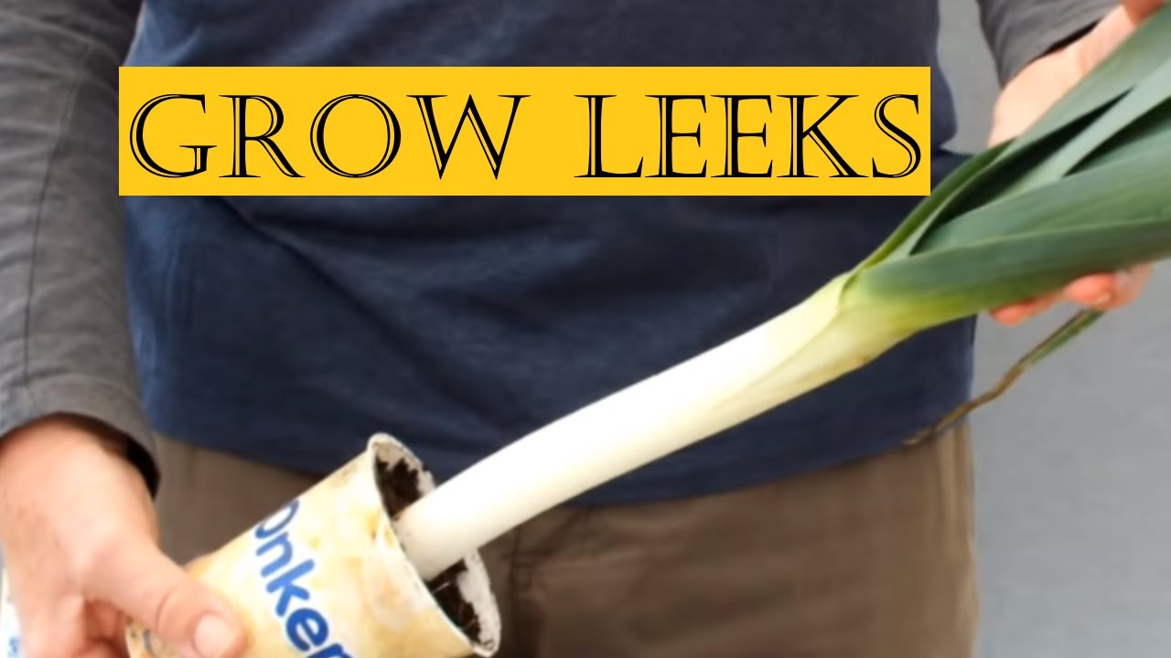 Grow leeks in Beds, Buckets and Yogurt Pots. Growing lots of vegetables ...