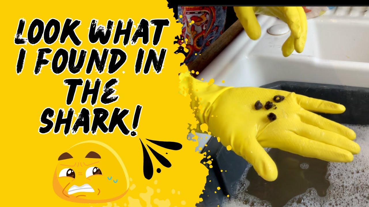 EEK! Look what I found in the Vacuum Cleaner. - YouTube