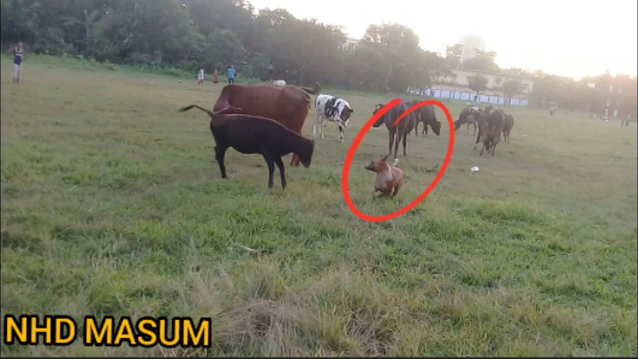 cow and dog funny video! cow funny video! animal video! animal aid ...