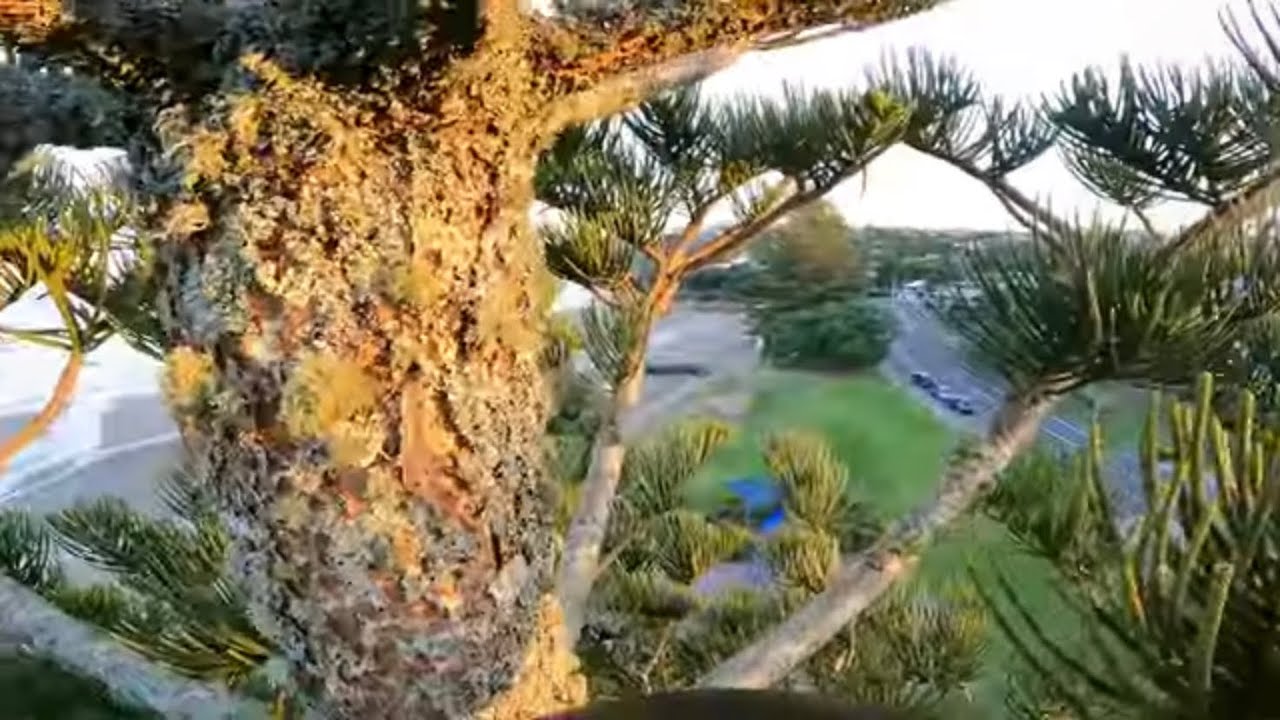 Crazy 70-foot Tree Climb (Free Climb) - YouTube