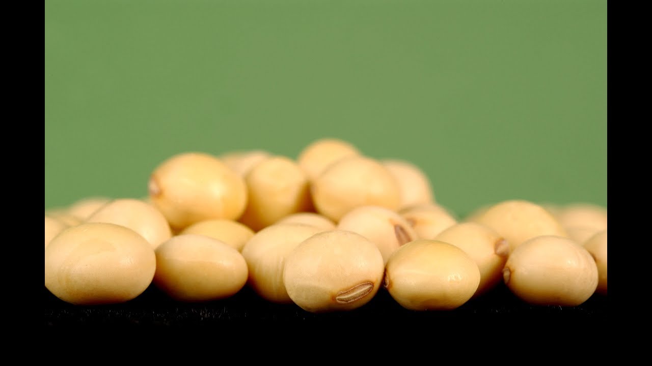 Beans: Soybeans | Ten Plants That Shaped Tennessee - YouTube