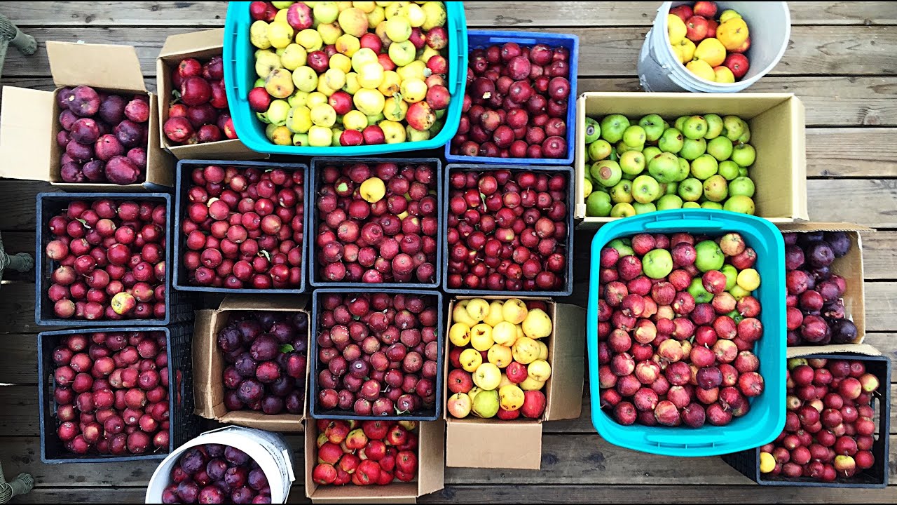 How to Make Apple Cider | The Process - YouTube