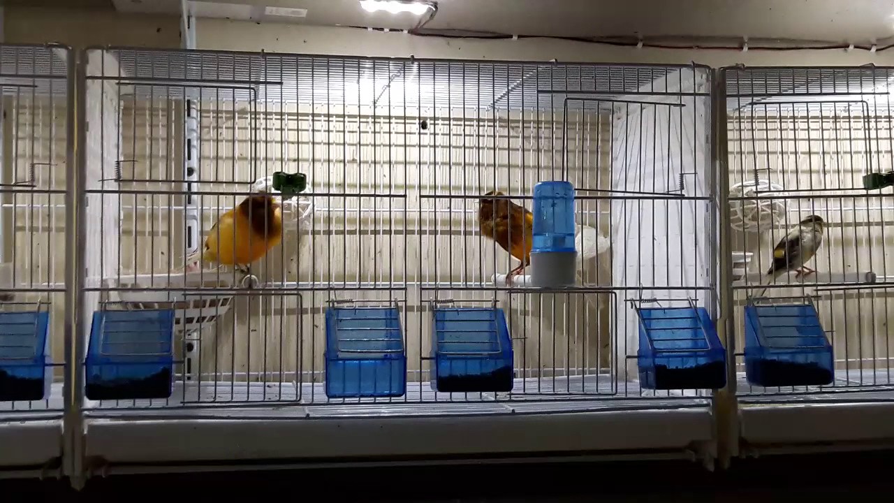Yorkshire Canary Breeding - YouTube